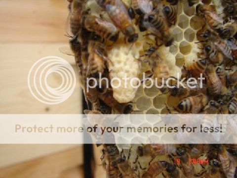 The quality of queens raised from emergency cells? | Beesource Beekeeping Forums